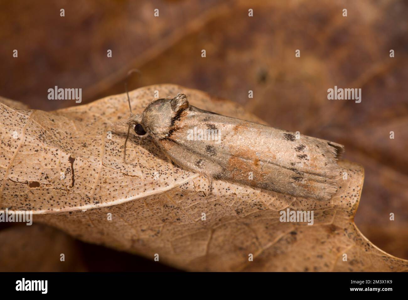 Oak Nycteoline moth (Nycteola revayana) resting amongst oak leaves ...