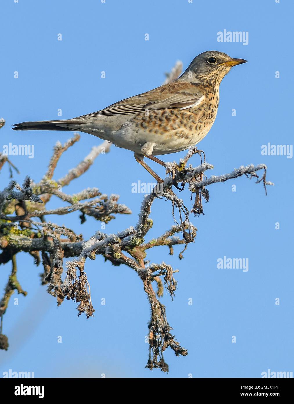 Fieldfares uk autumn hi-res stock photography and images - Alamy