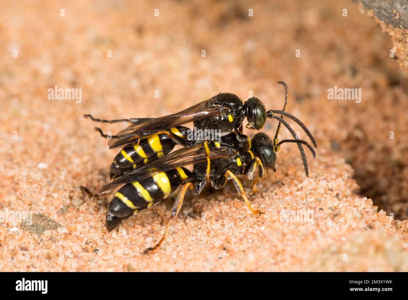 Sand digger wasp Gorytes laticinctus, pair mating in a sand pit. Powys ...
