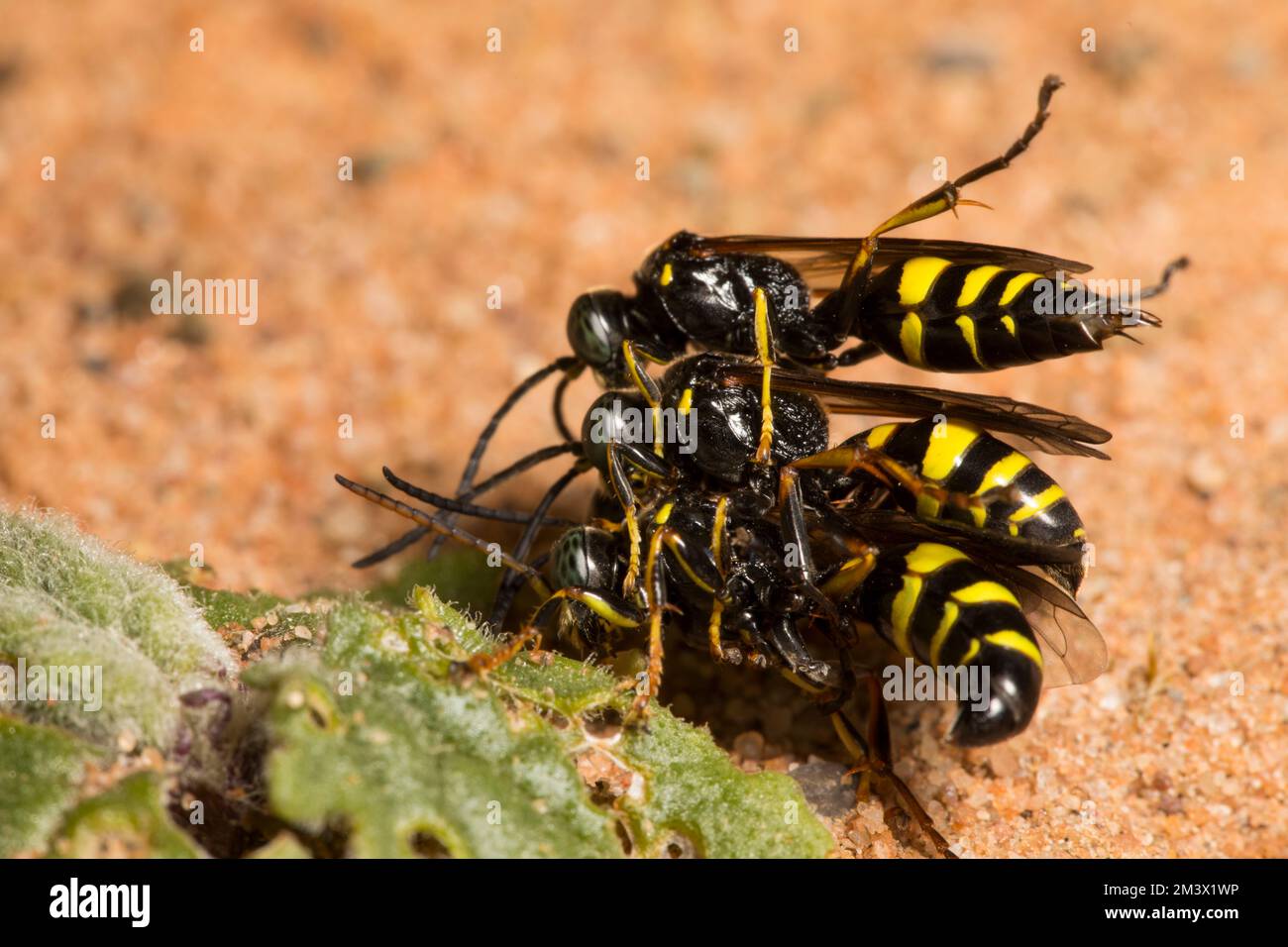 Sand digger wasp Gorytes laticinctus, several males attempting to mate ...