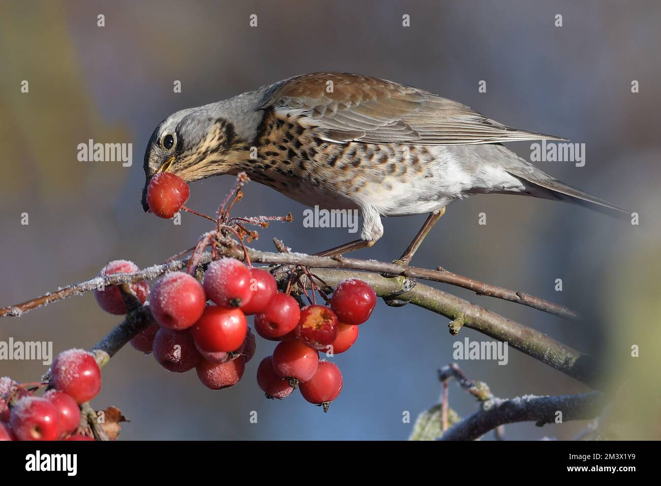 Fieldfares uk autumn hi-res stock photography and images - Alamy