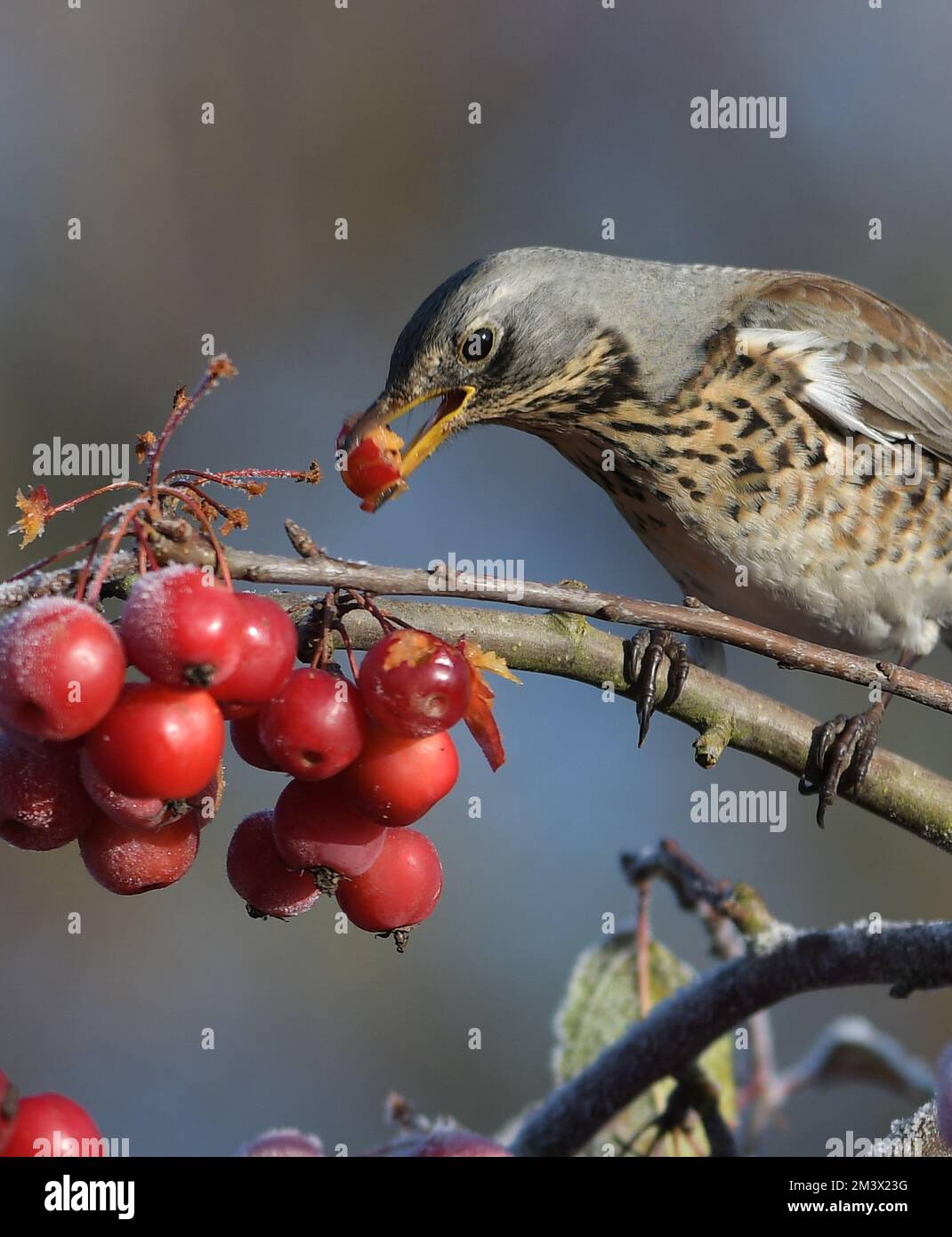 Fieldfares uk autumn hi-res stock photography and images - Alamy