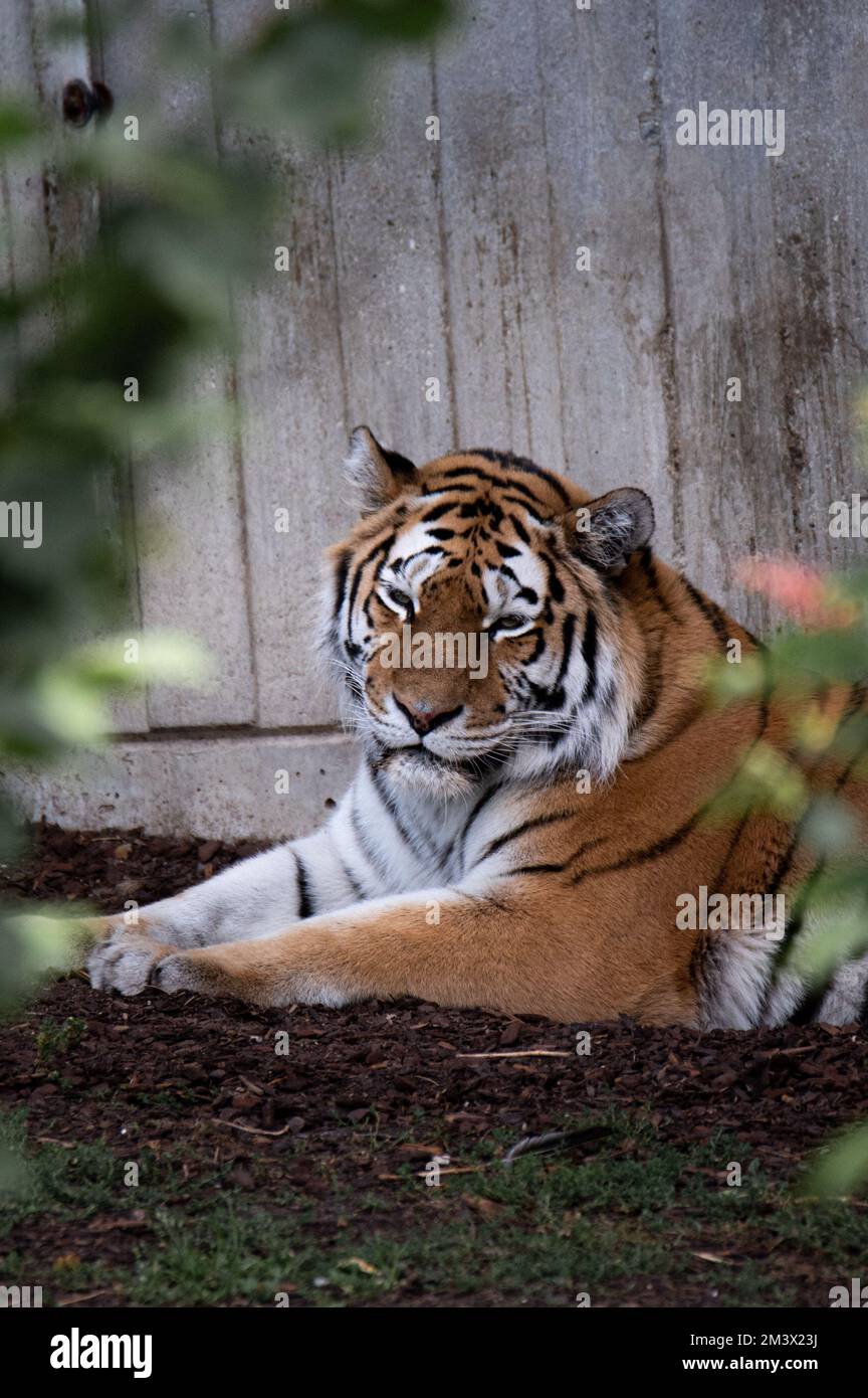 A vertical shot of a beautiful striped orange tiger in a zoo Stock ...