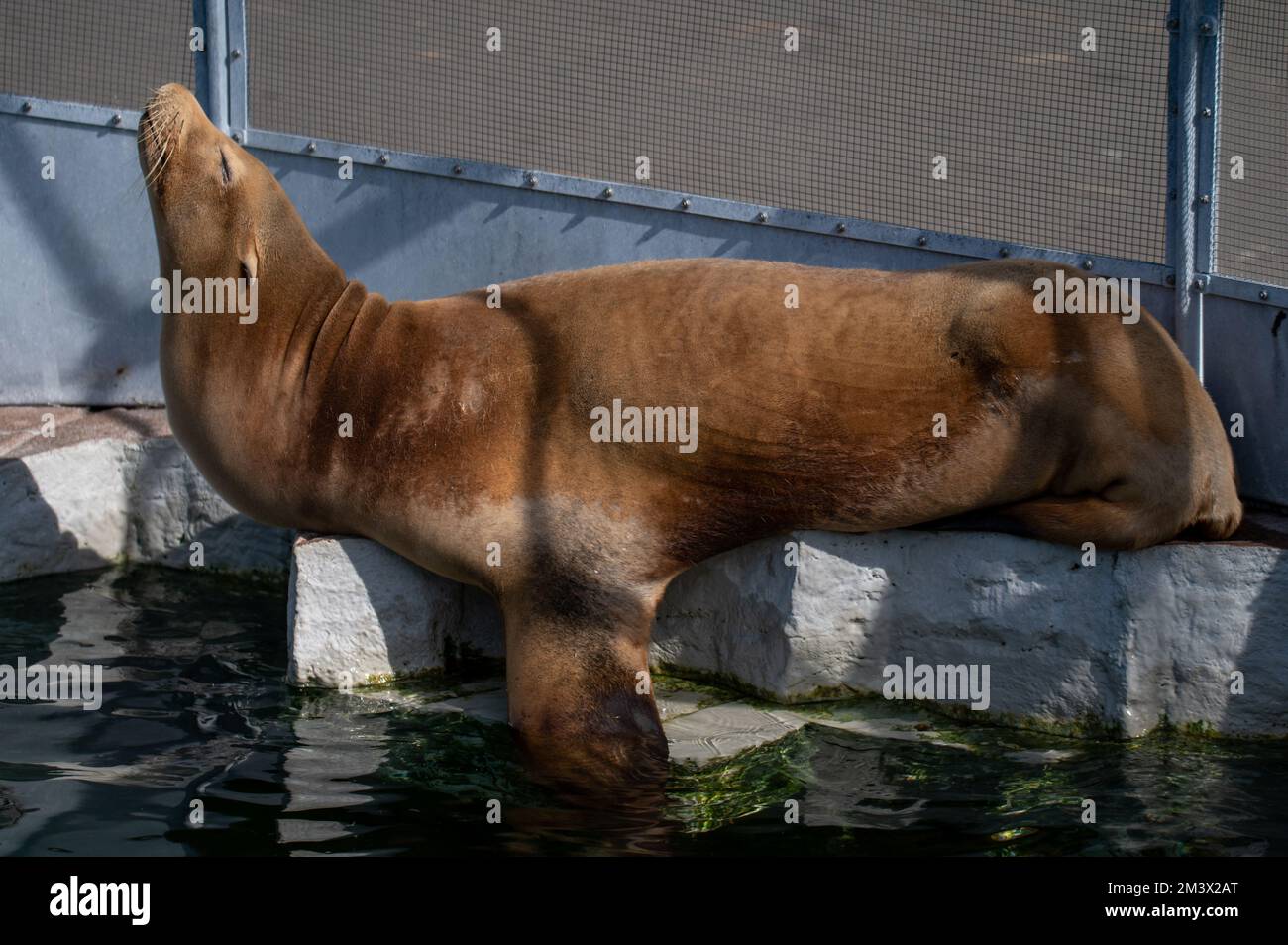 A beautiful happy brown seal on a rock over a pond Stock Photo - Alamy