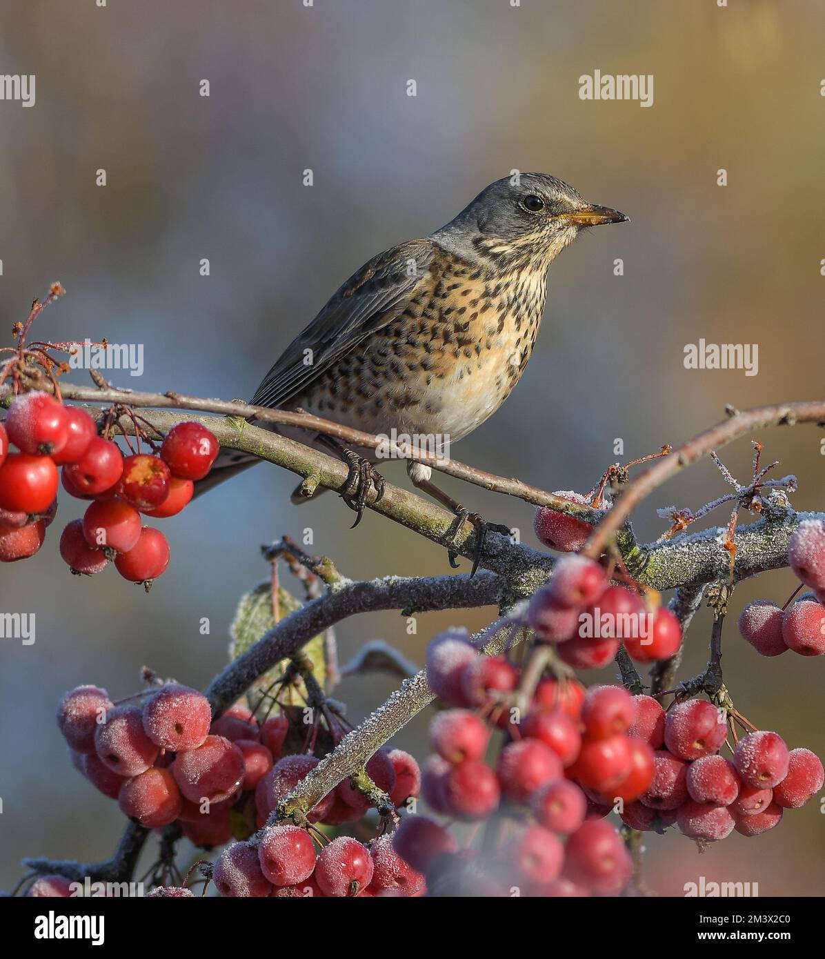 Fieldfares uk turdus pilaris uk hi-res stock photography and images - Alamy