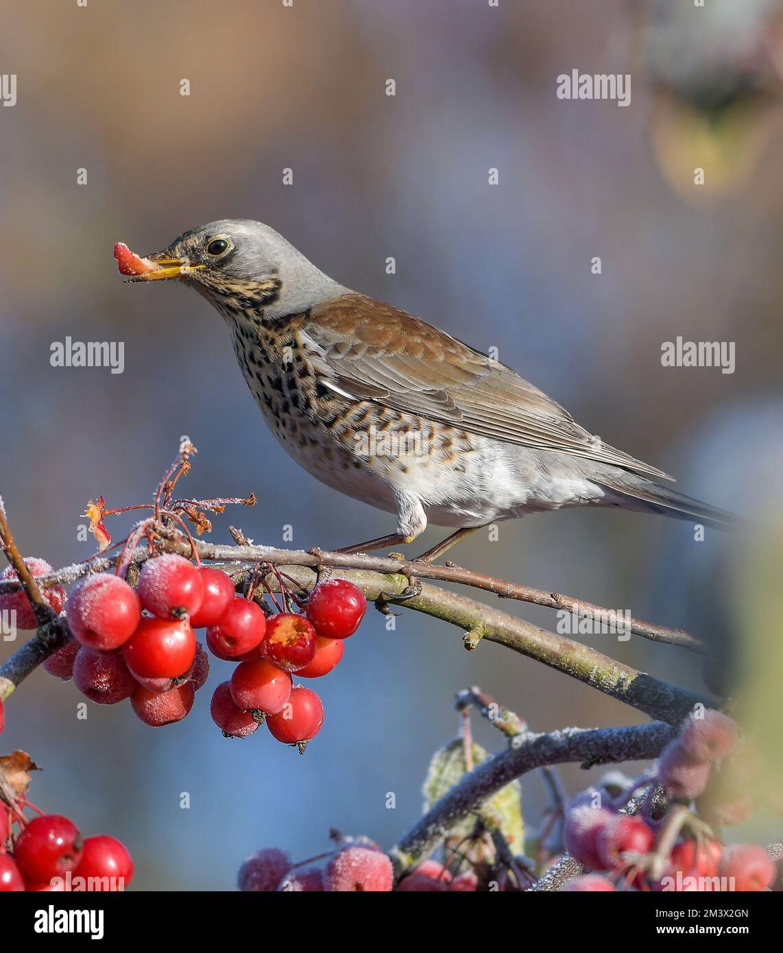 Fieldfares uk autumn hi-res stock photography and images - Alamy