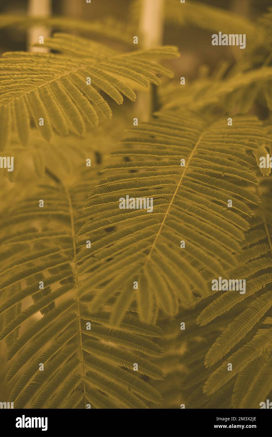Acacia angustissima hi-res stock photography and images - Alamy
