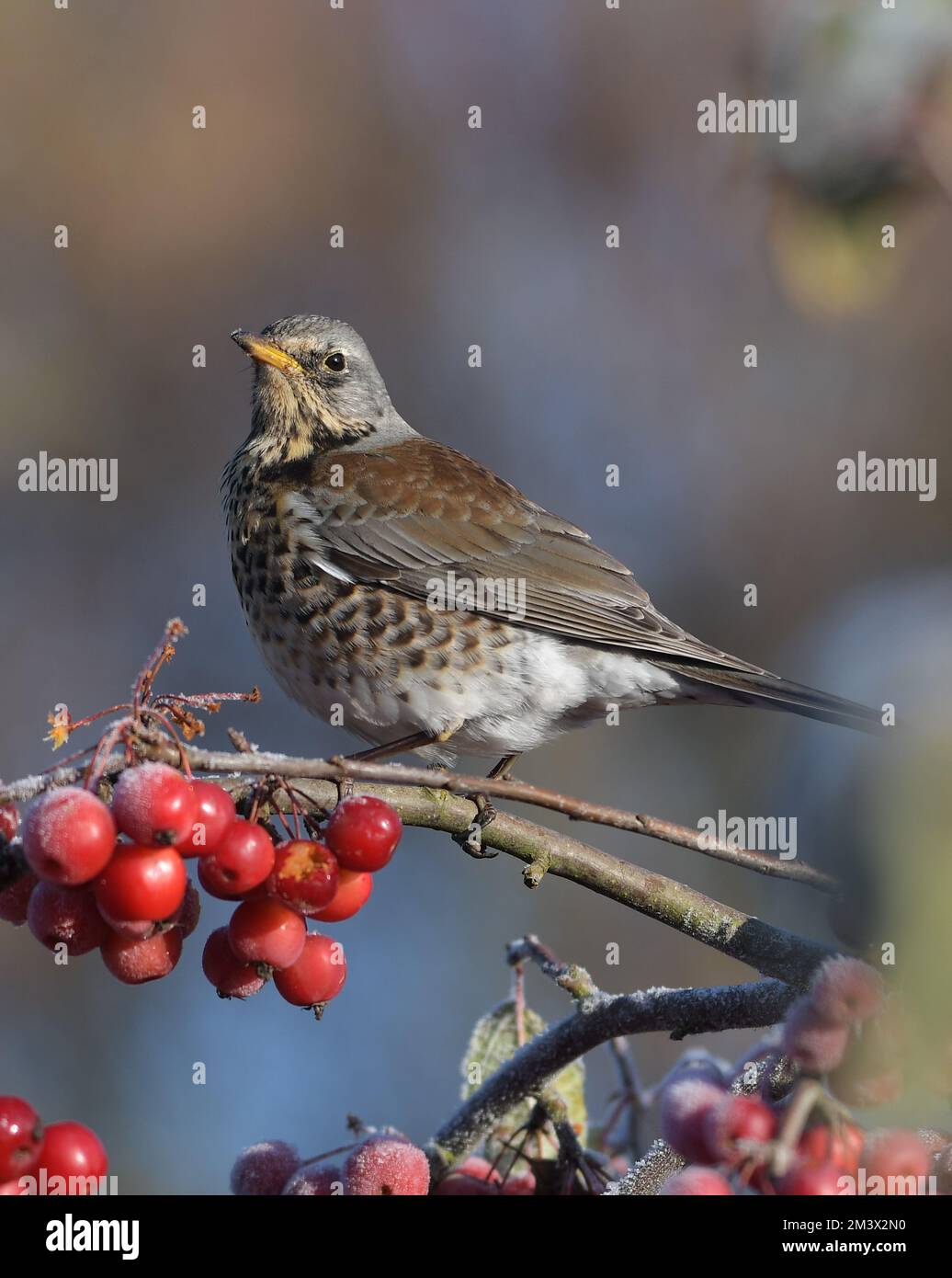 Fieldfares uk autumn hi-res stock photography and images - Alamy
