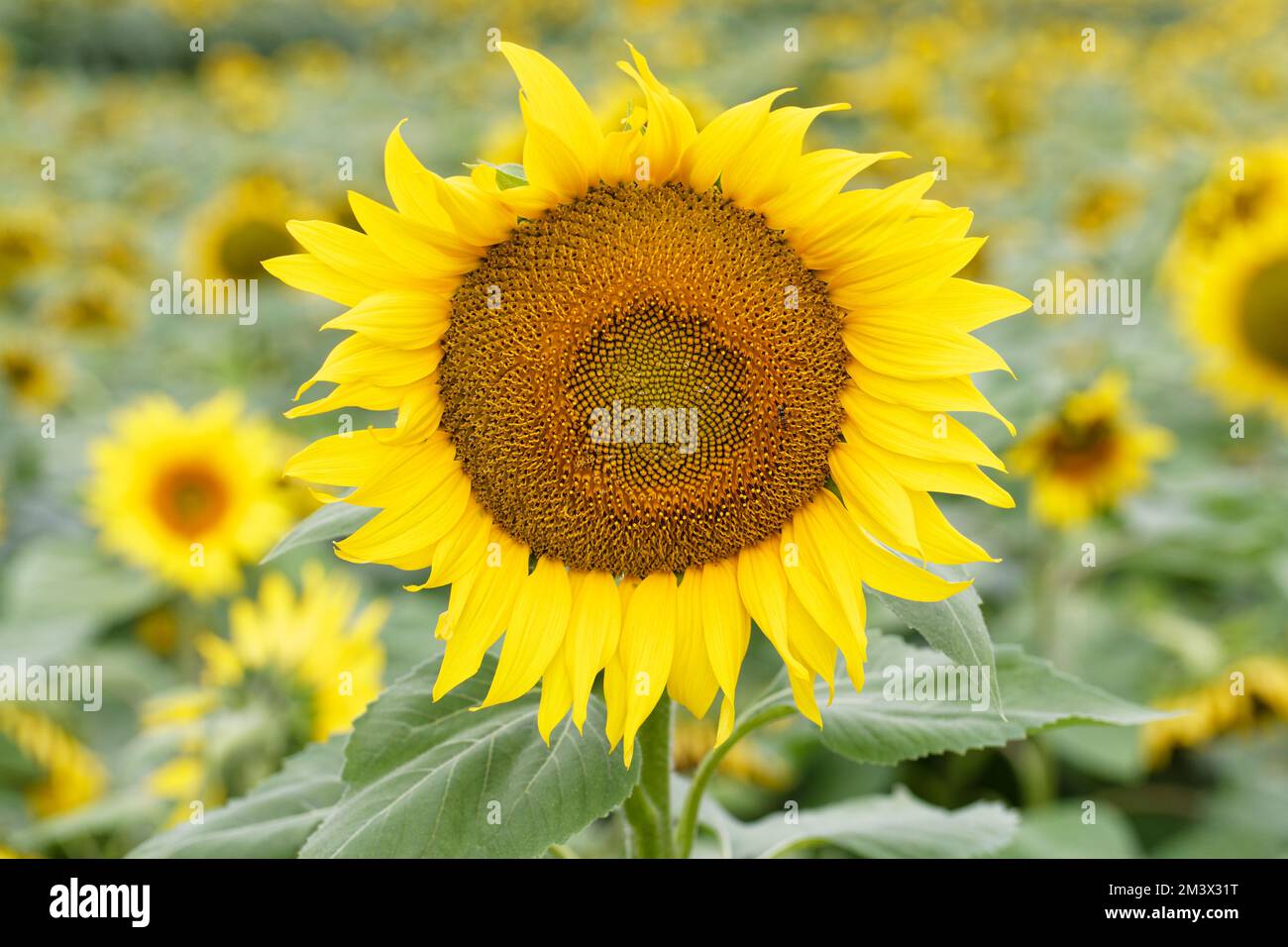 Sunflower in full bloom field hi-res stock photography and images - Alamy