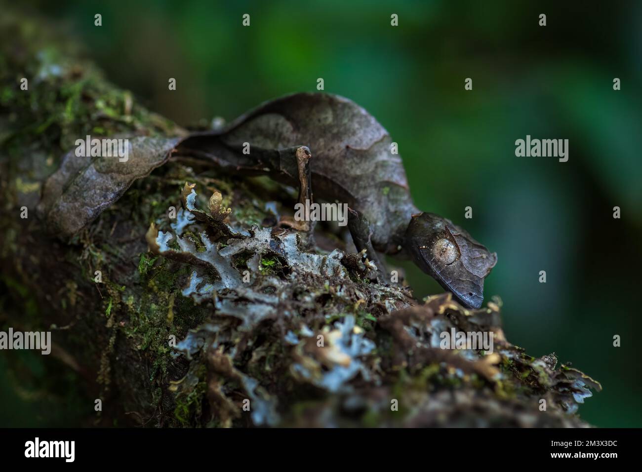 Satanic Leaf-tail Gecko - Uroplatus phantasticus, unique gecko lizard ...