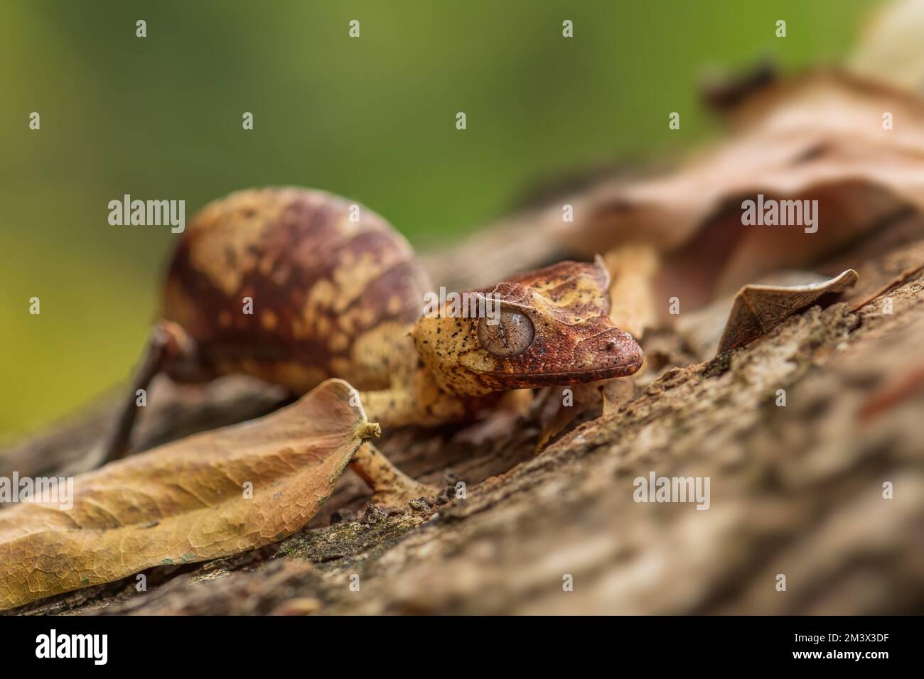 Satanic Leaf-tail Gecko - Uroplatus phantasticus, unique gecko lizard ...