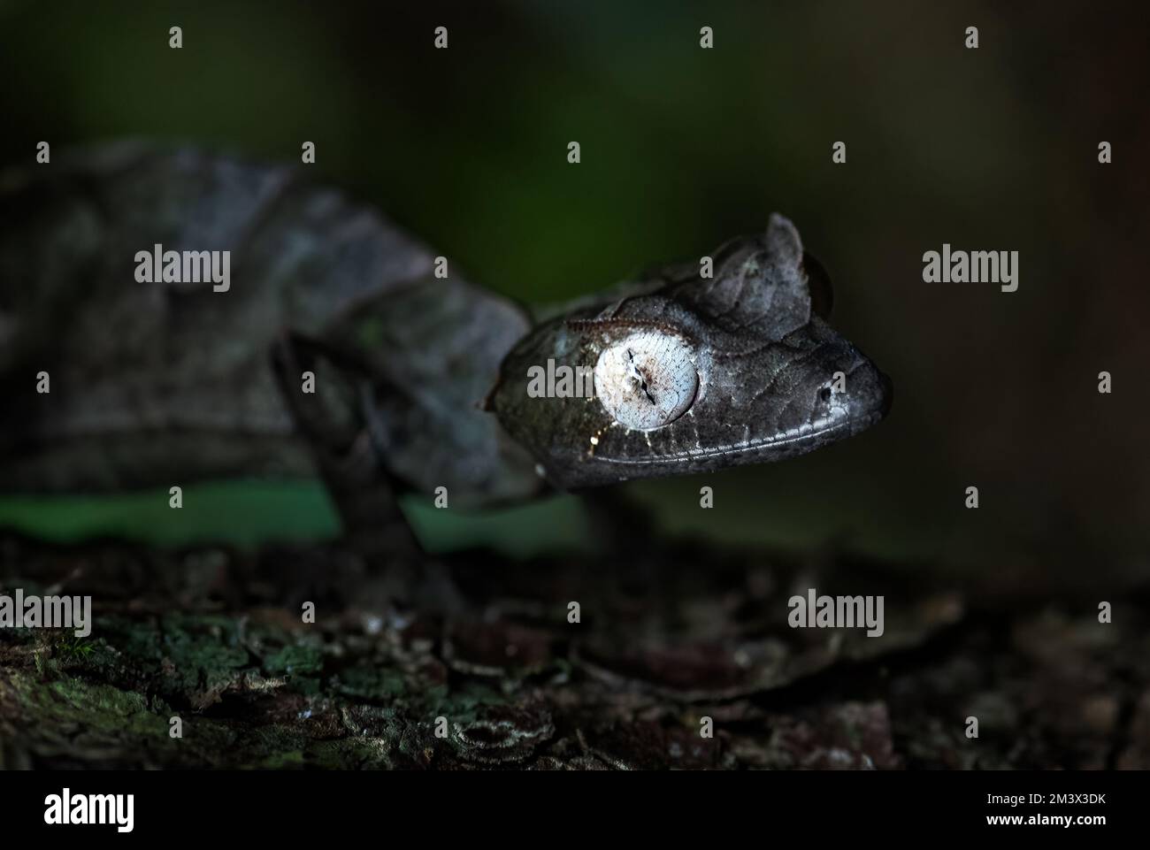 Satanic Leaf-tail Gecko - Uroplatus phantasticus, unique gecko lizard ...