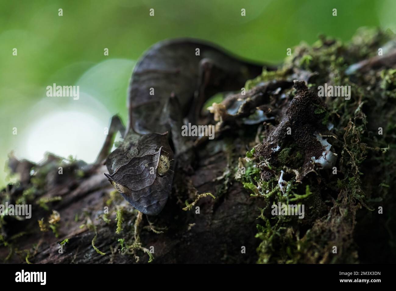 Satanic Leaf-tail Gecko - Uroplatus phantasticus, unique gecko lizard ...