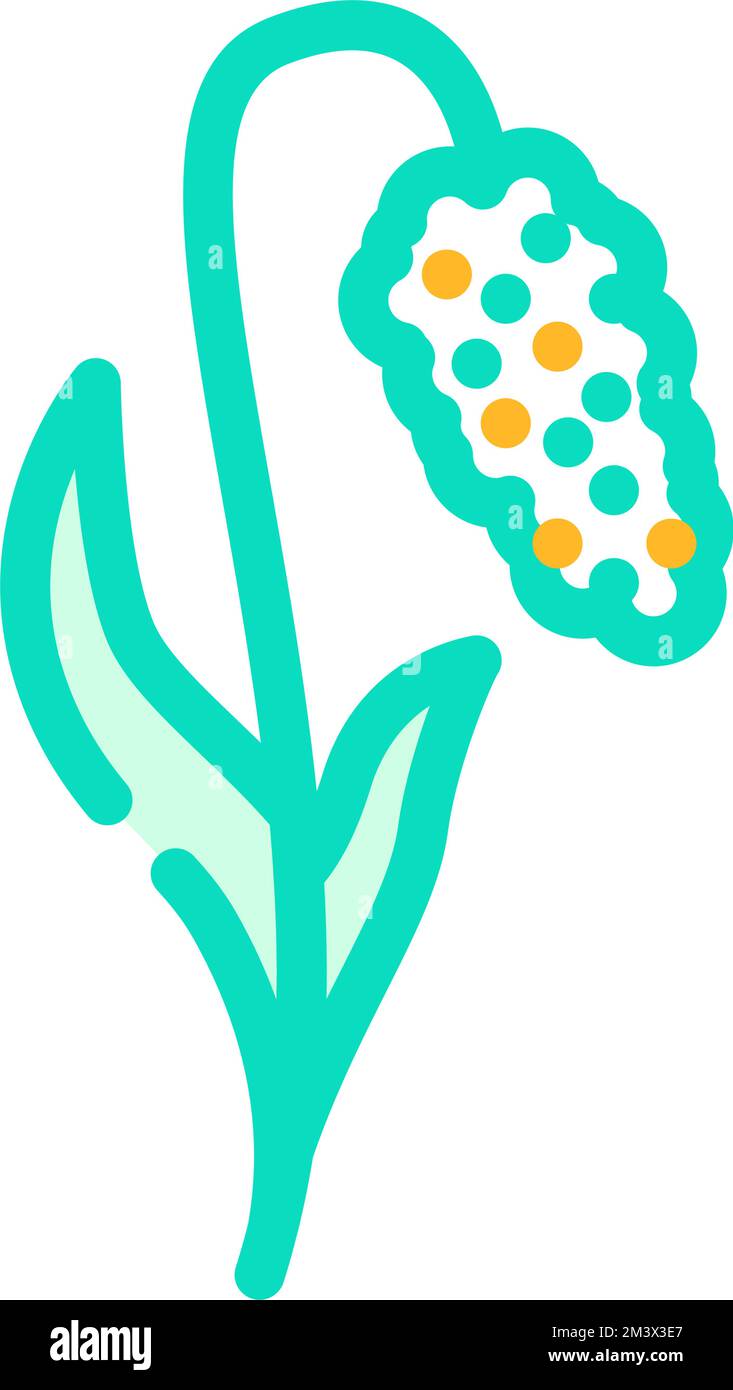 millet plant food color icon vector illustration Stock Vector Image ...