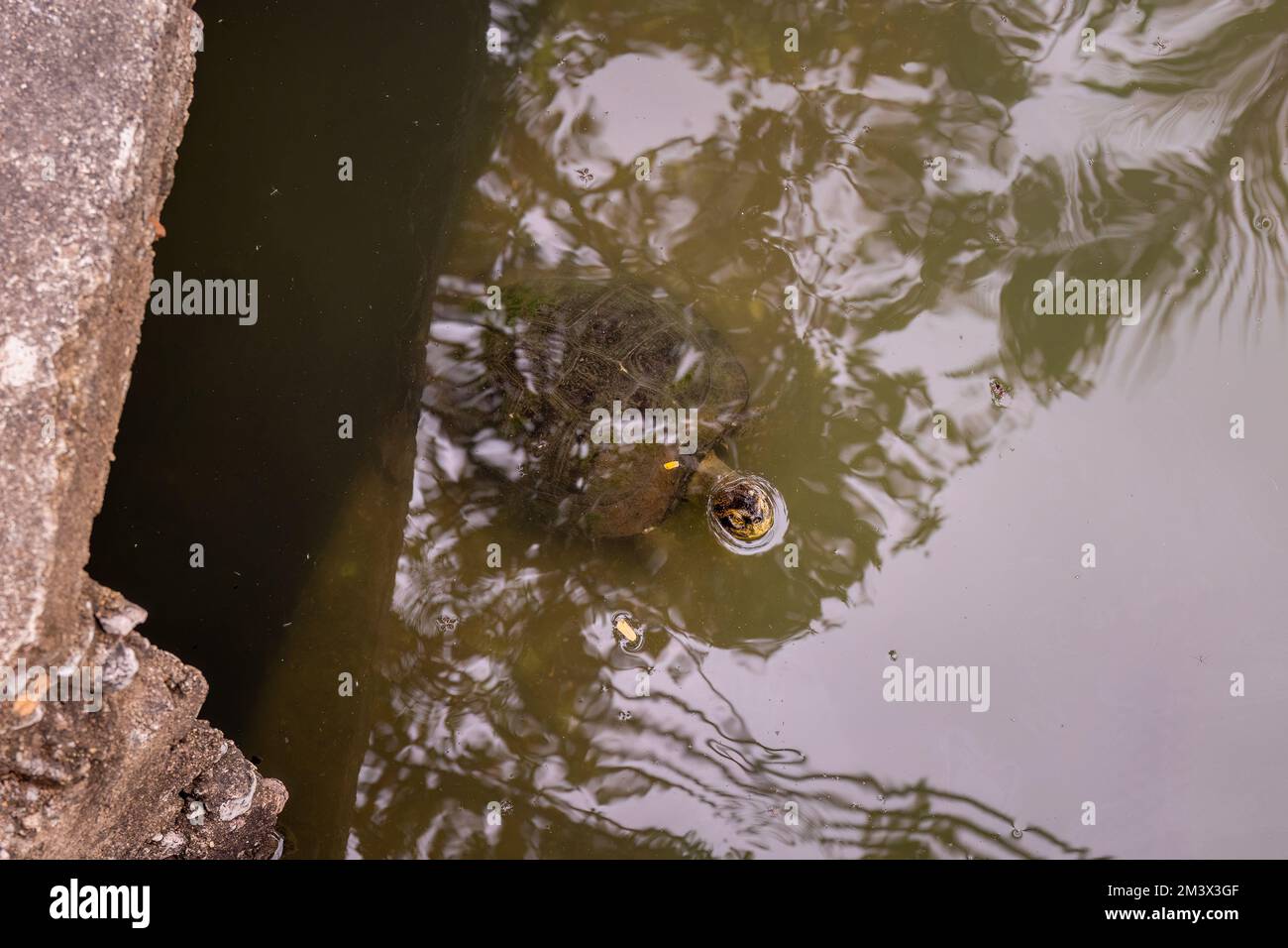 Yellow-headed temple turtle (Heosemys annandalii) swimming under the ...