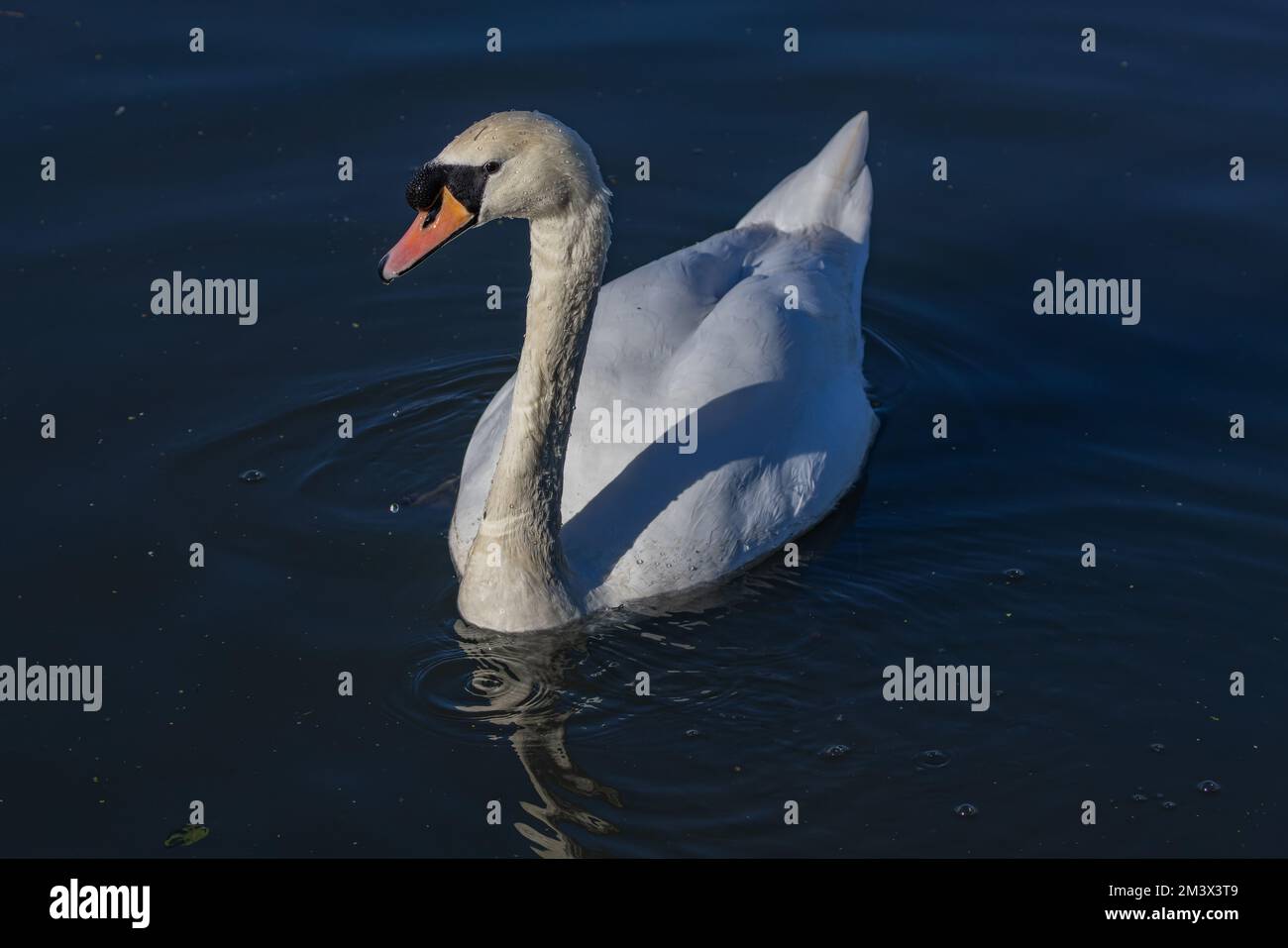 A bright sunny autumn morning mute swan catching the sunlight Stock ...
