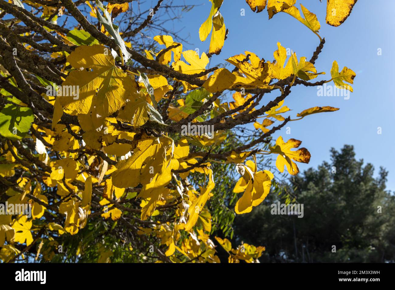 Close-up of leaves of a fig tree, Ficus carica, in the autumn season ...