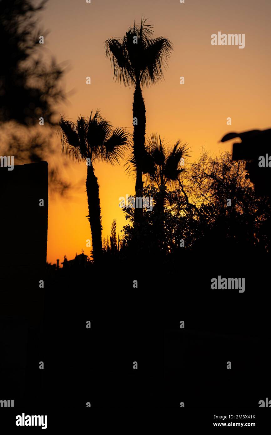 Silhouettes, photograph taken against light at sunset time in La Manga ...