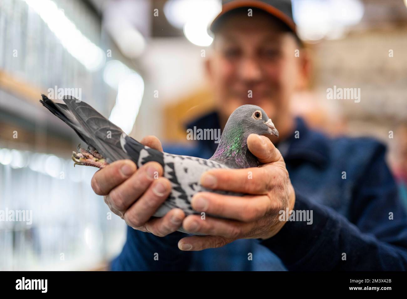 Dortmund, Germany. 17th Dec, 2022. A man holds a carrier pigeon in his ...