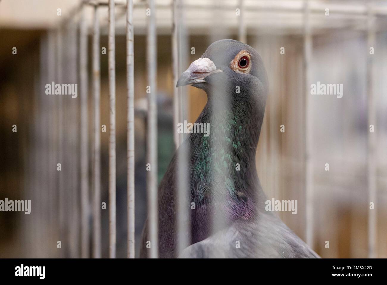 Dortmund, Germany. 17th Dec, 2022. A carrier pigeon sits in its cage in ...