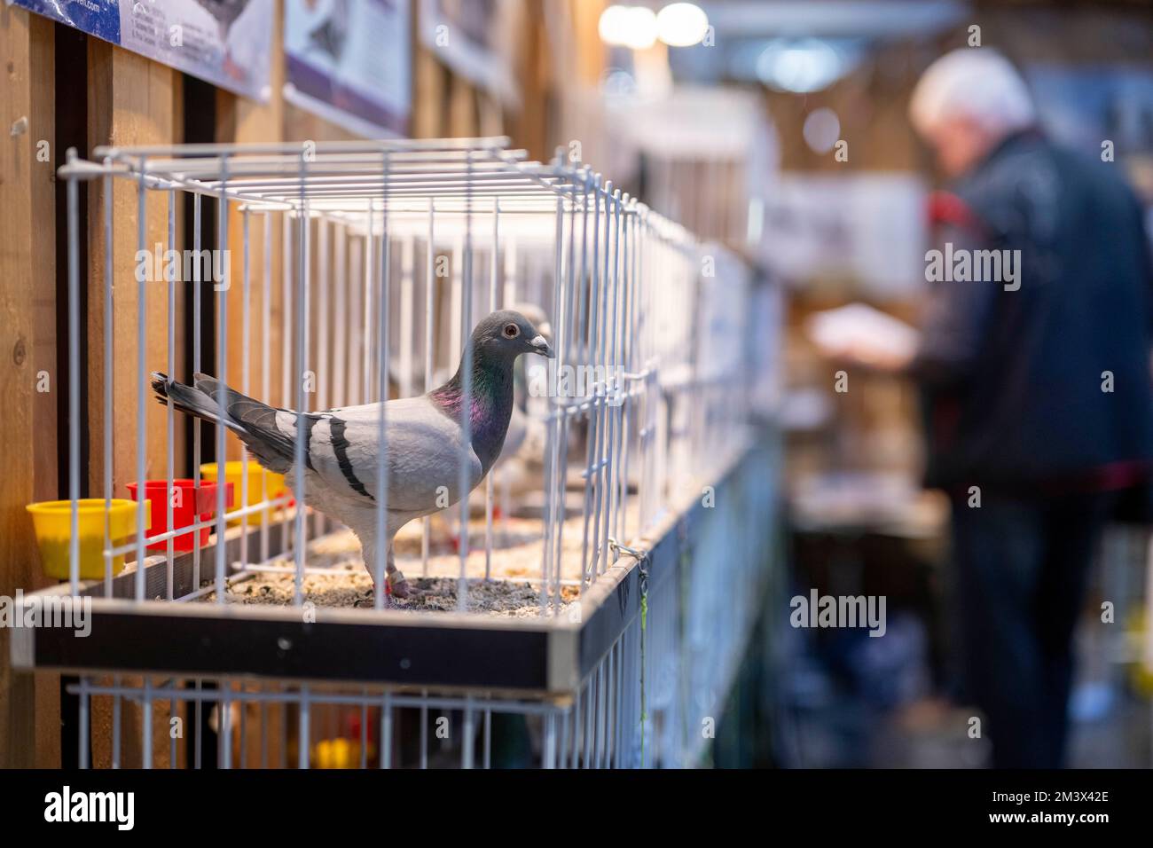 Dortmund, Germany. 17th Dec, 2022. A carrier pigeon sits in its cage in ...