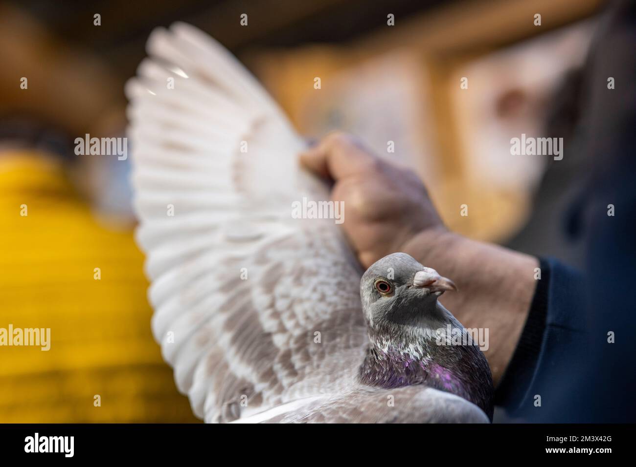 Dortmund, Germany. 17th Dec, 2022. A man holds the wing of a carrier ...