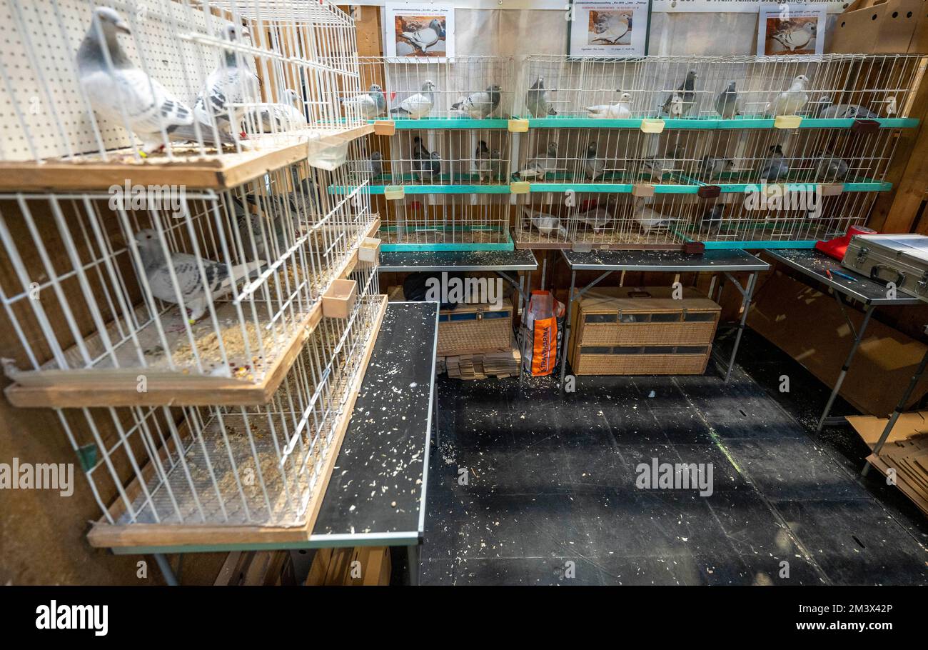 Dortmund, Germany. 17th Dec, 2022. Carrier pigeons sit in their cages ...