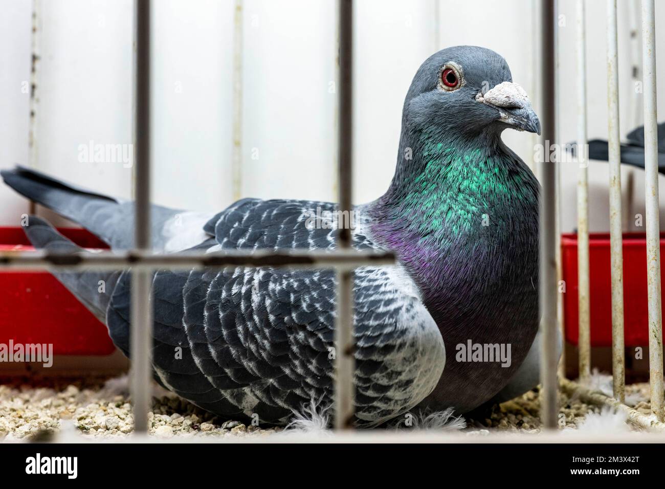 Dortmund, Germany. 17th Dec, 2022. A carrier pigeon sits in its cage in ...
