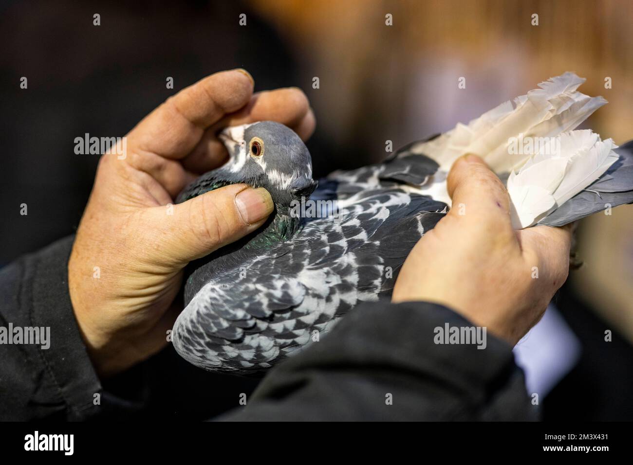 Largest pigeon show its kind hi-res stock photography and images - Alamy