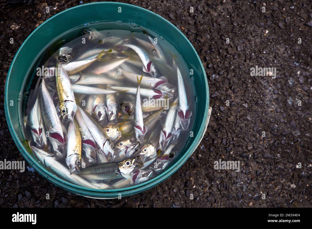 Small fish in a plastic bucket on the Galata Bridge - caught by a ...