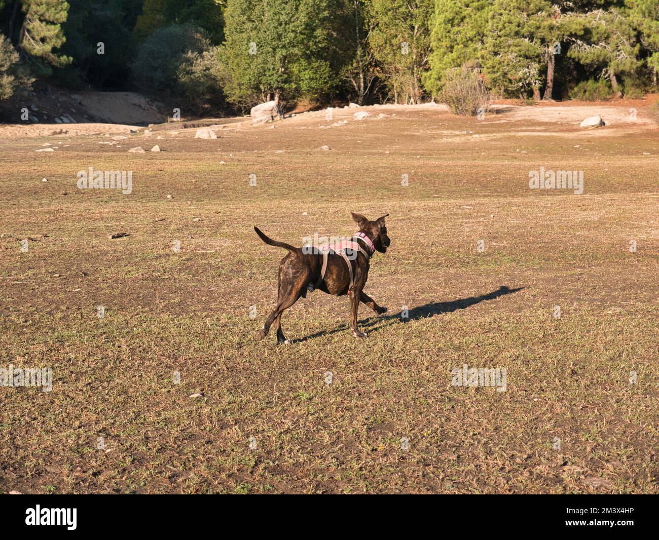 A beautiful shot of a black and brown dog playing in a green field ...