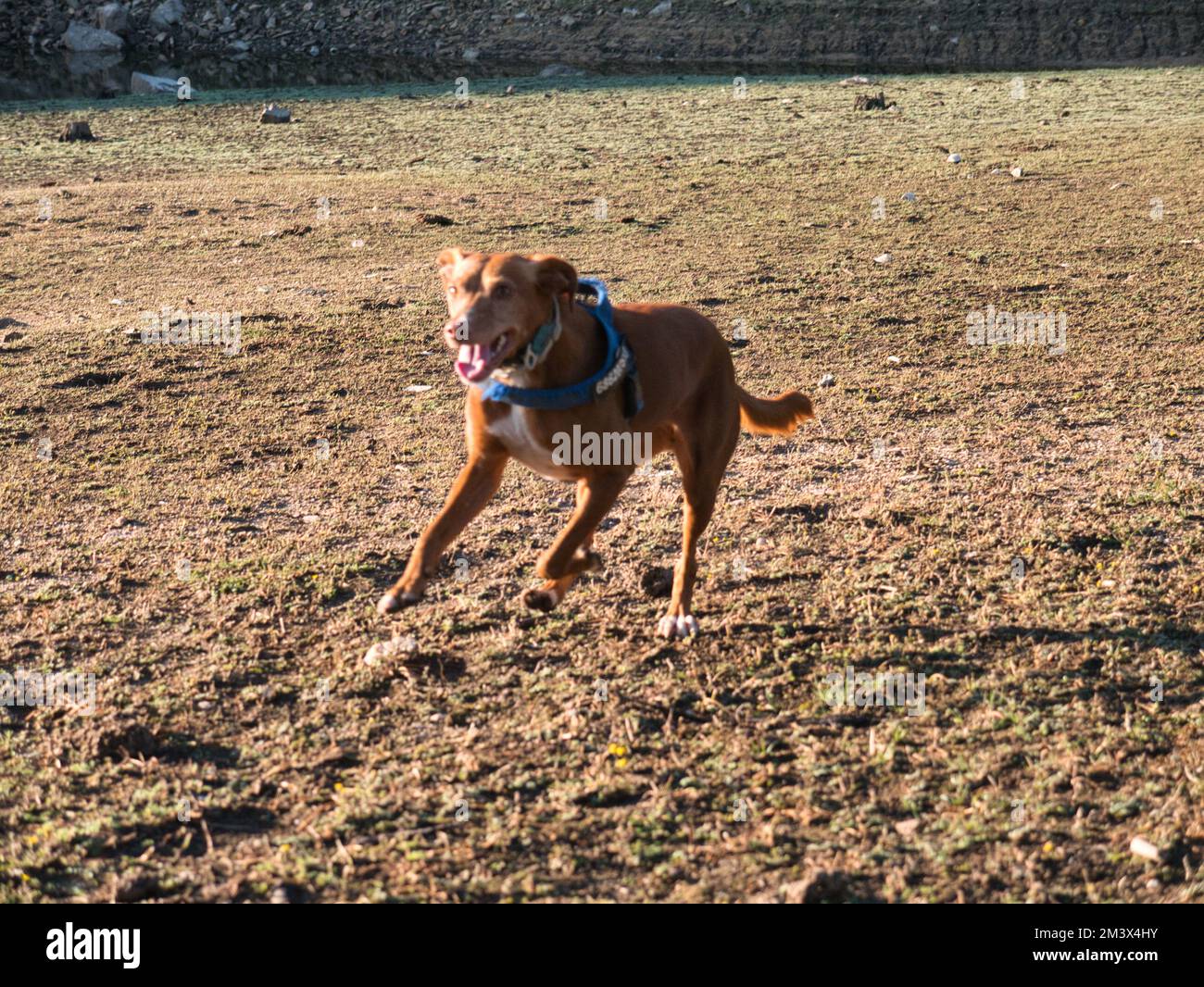 A beautiful shot of a black and brown dog playing in a green field ...