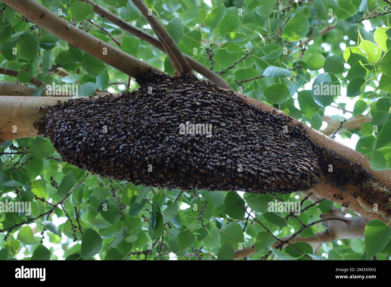 Huge beehive hi-res stock photography and images - Alamy