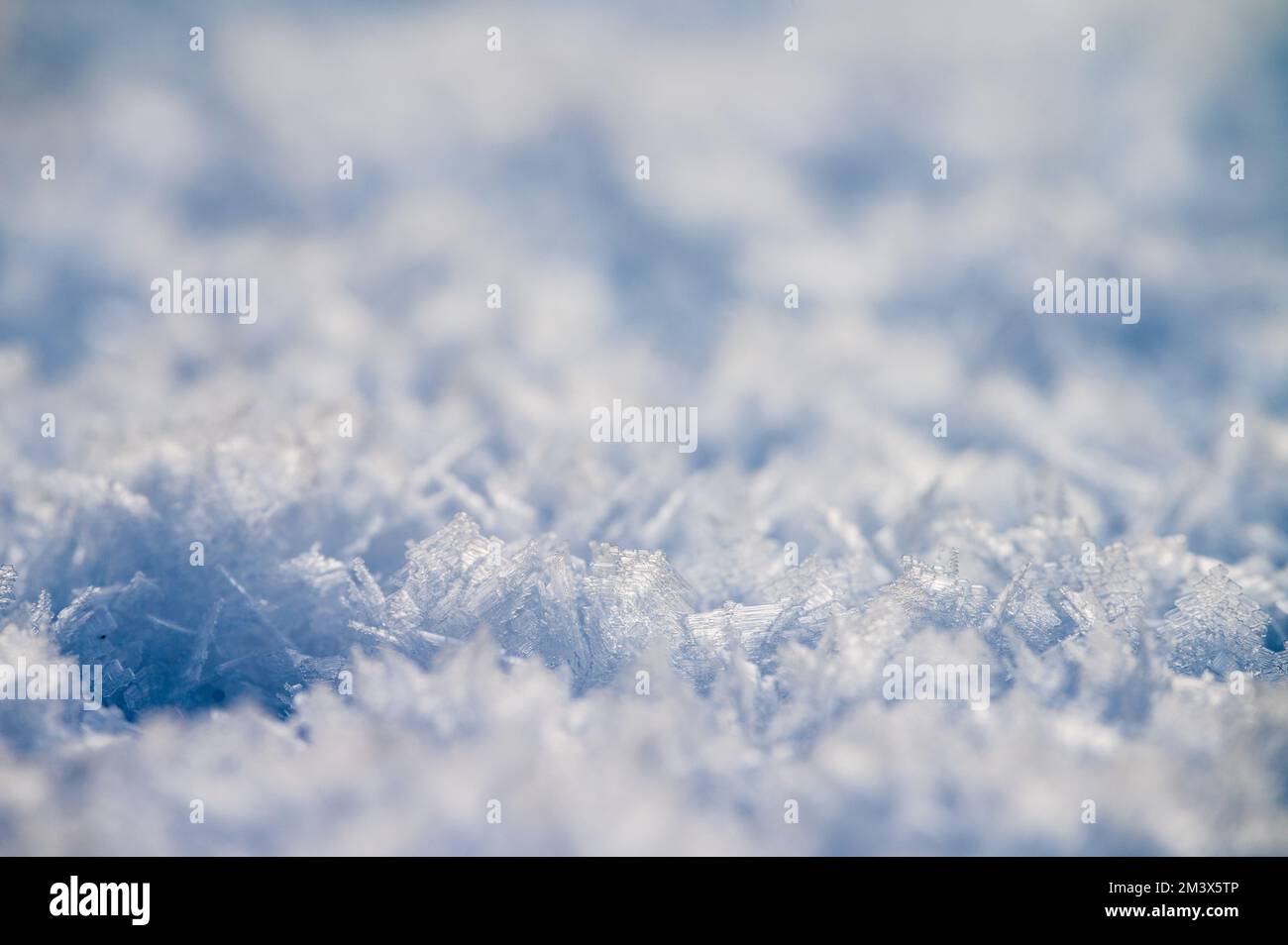 Close up of large ice crystals that formed after a week of frosts in ...