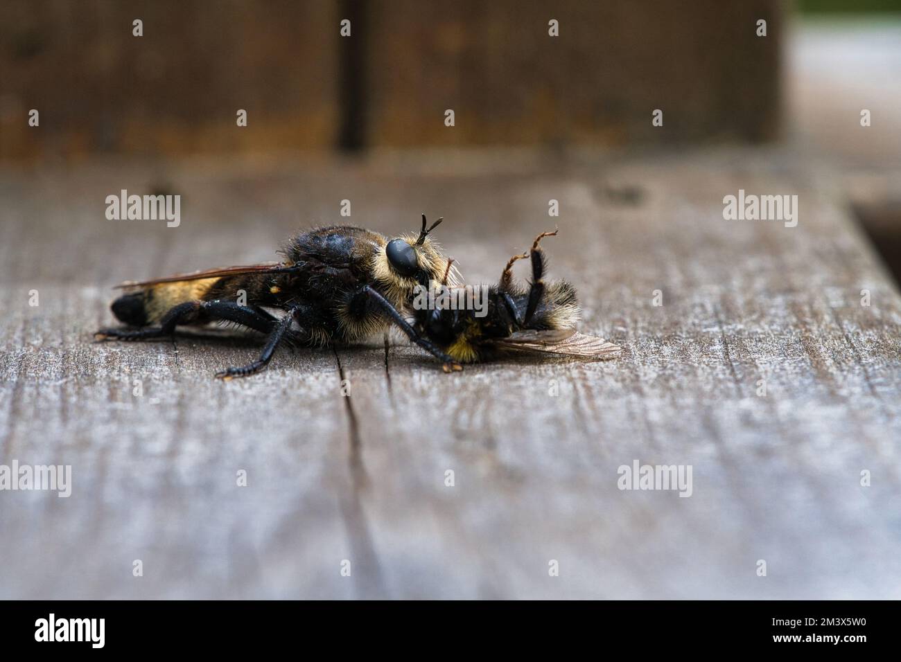 A yellow murder fly or yellow robber fly with a bumblebee as prey Stock ...