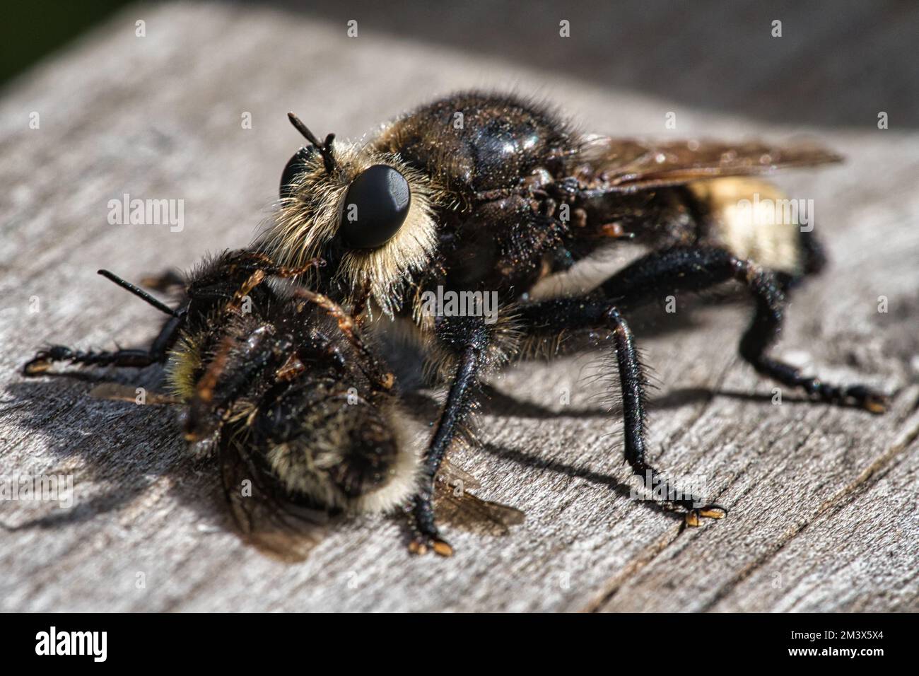 Yellow robber fly with prey hi-res stock photography and images - Alamy