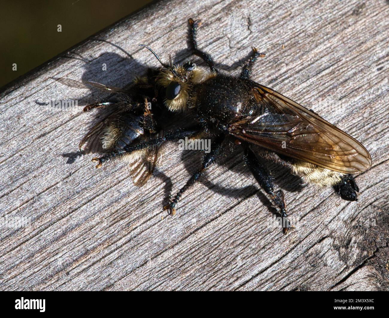 A yellow murder fly or yellow robber fly with a bumblebee as prey Stock ...