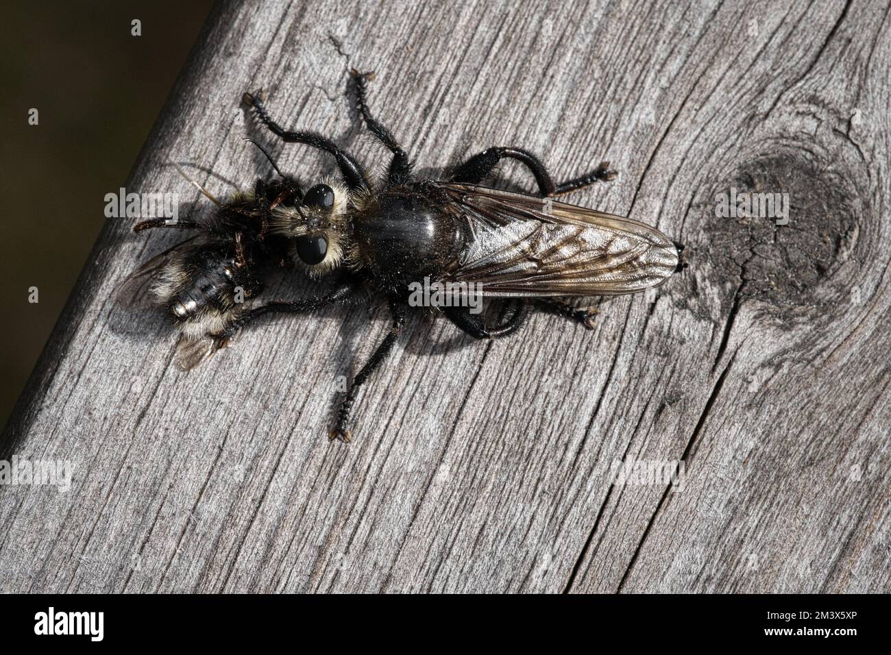 Yellow robber fly with prey hi-res stock photography and images - Alamy
