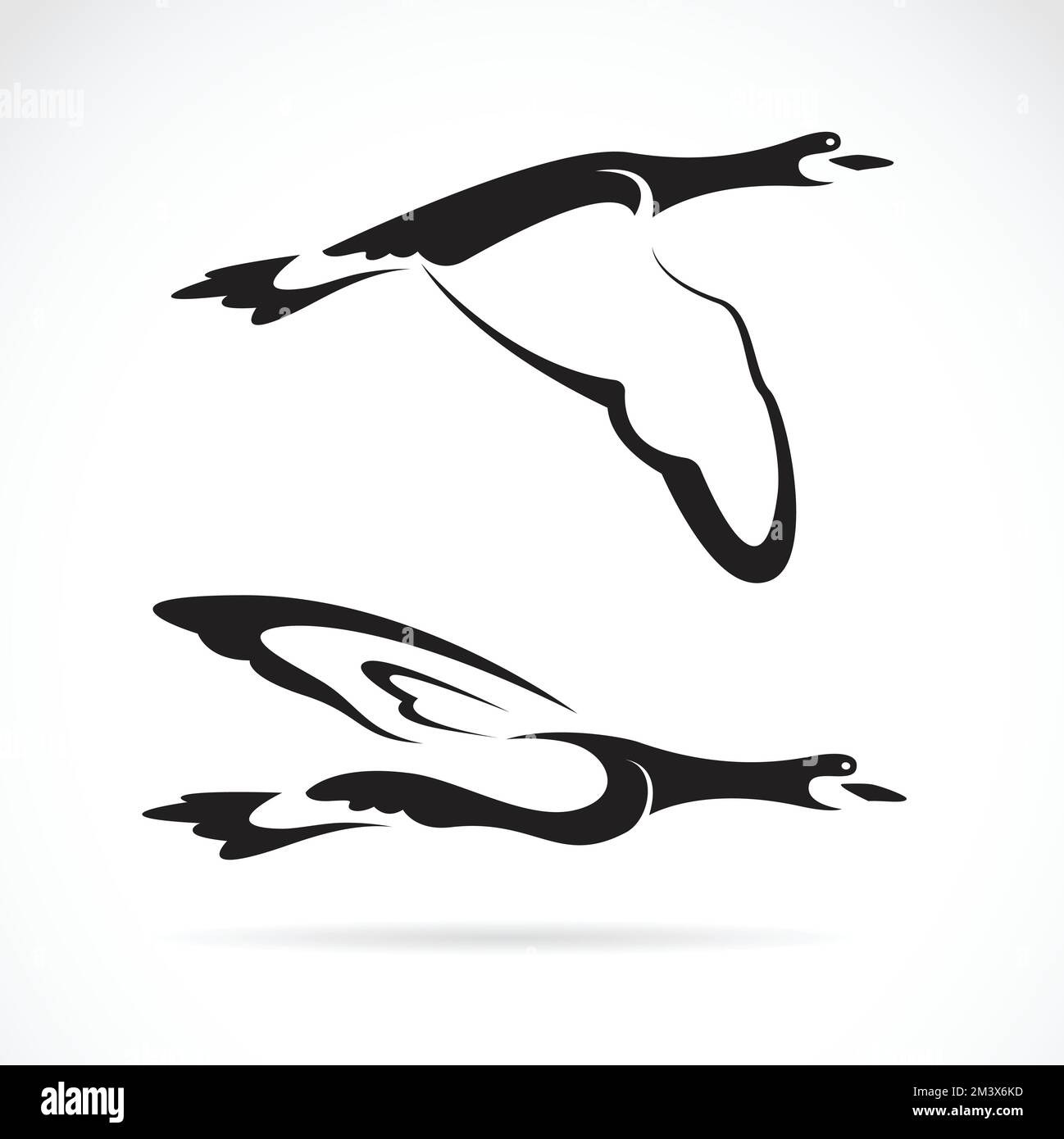 Vector image of flying wild duck on white background. Easy editable ...