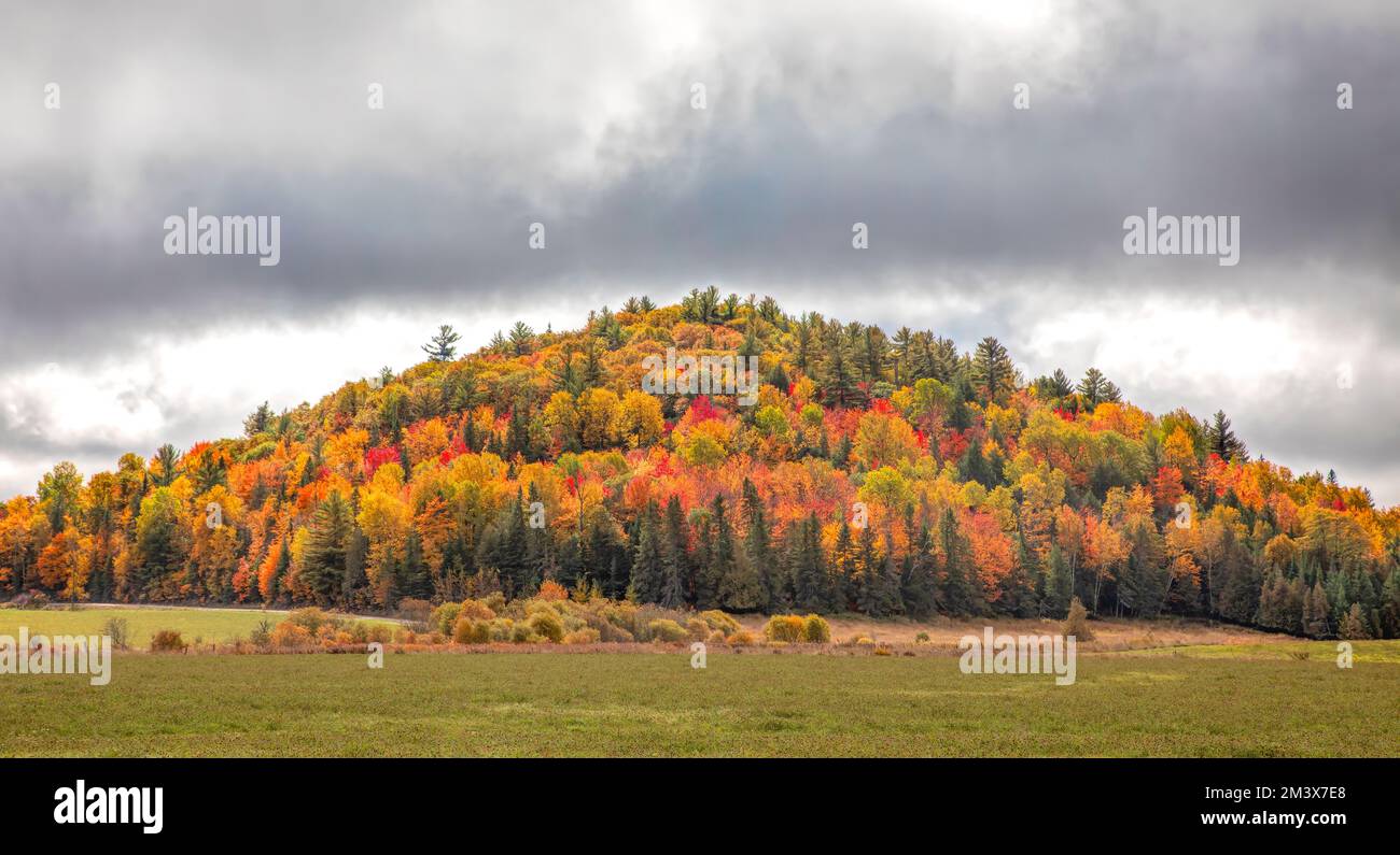 Colourful mountain with trees in full autumn colours in Chelsea, Quebec ...