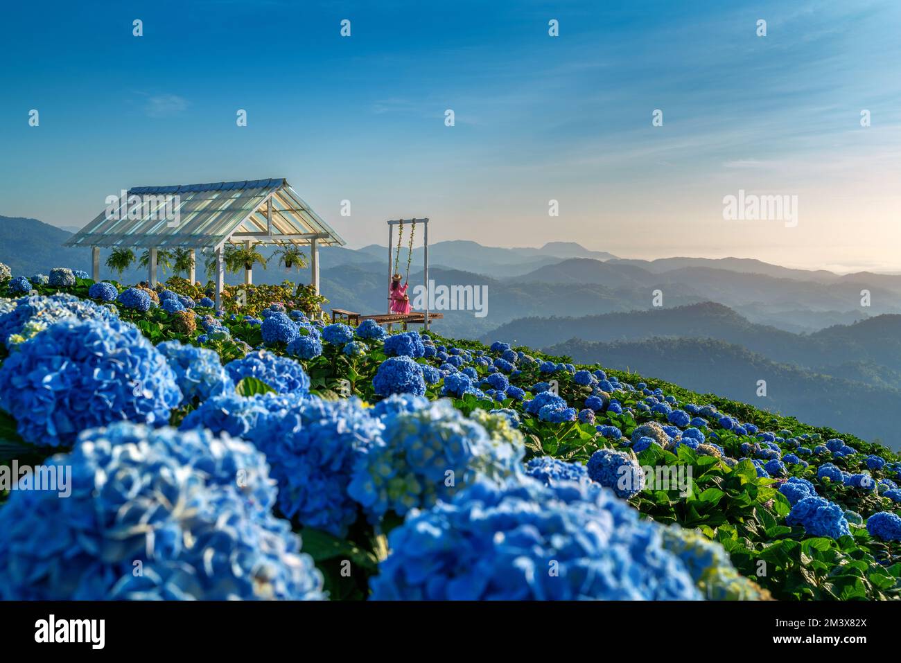 Beautiful girl enjoying blooming blue hydrangeas flowers in garden ...