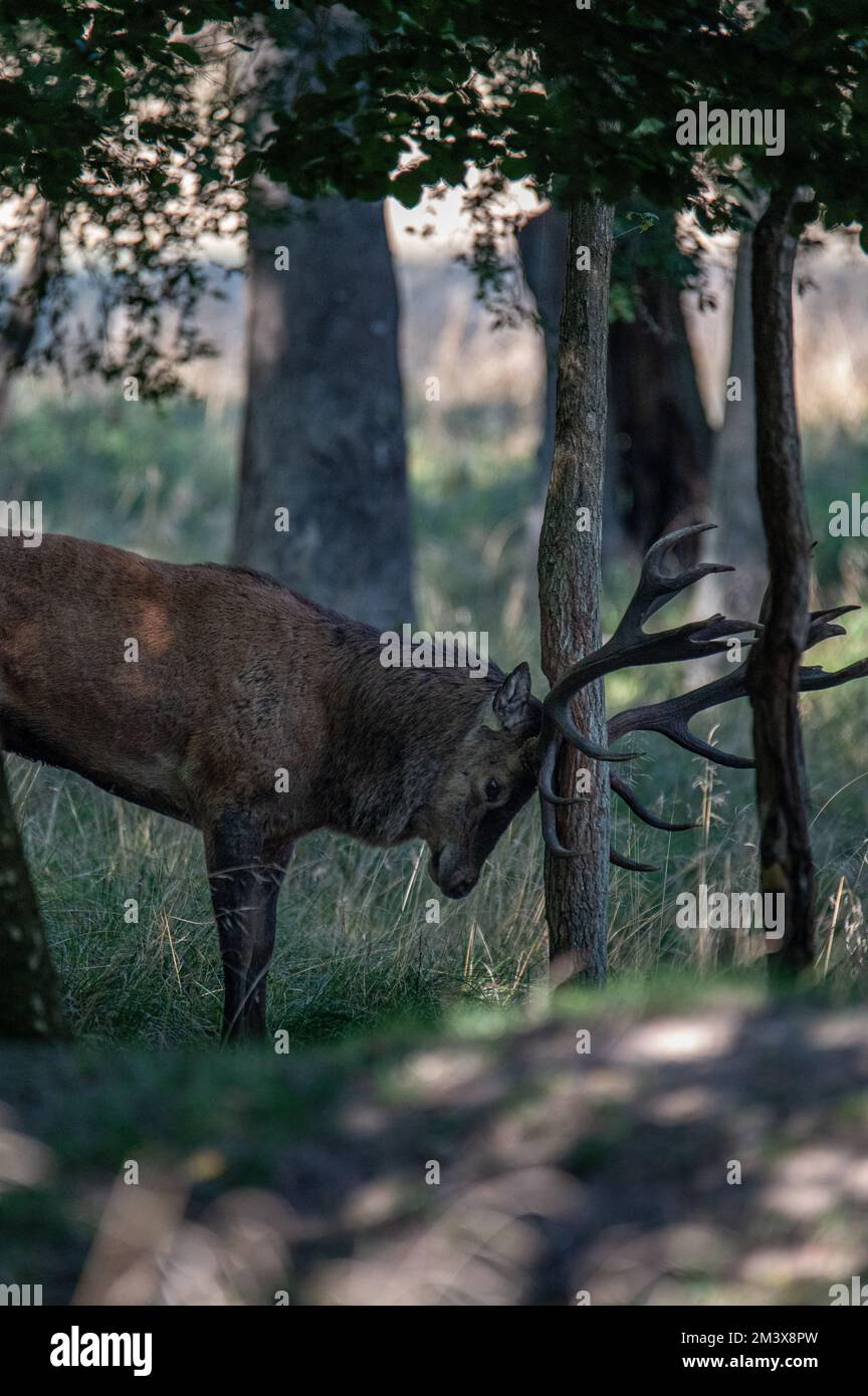 A huge Barbary stag scratching its head on a tree Stock Photo - Alamy