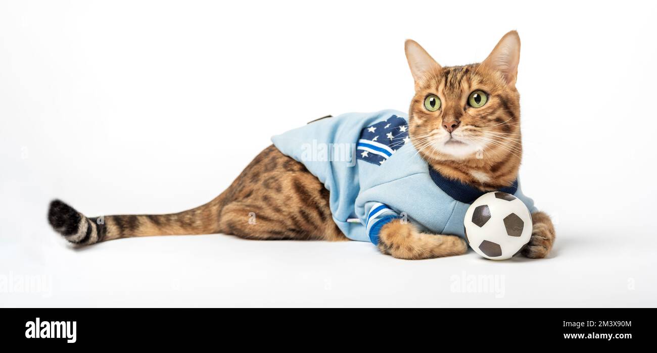 Bengal cat - football player in a T-shirt and with a ball is isolated ...