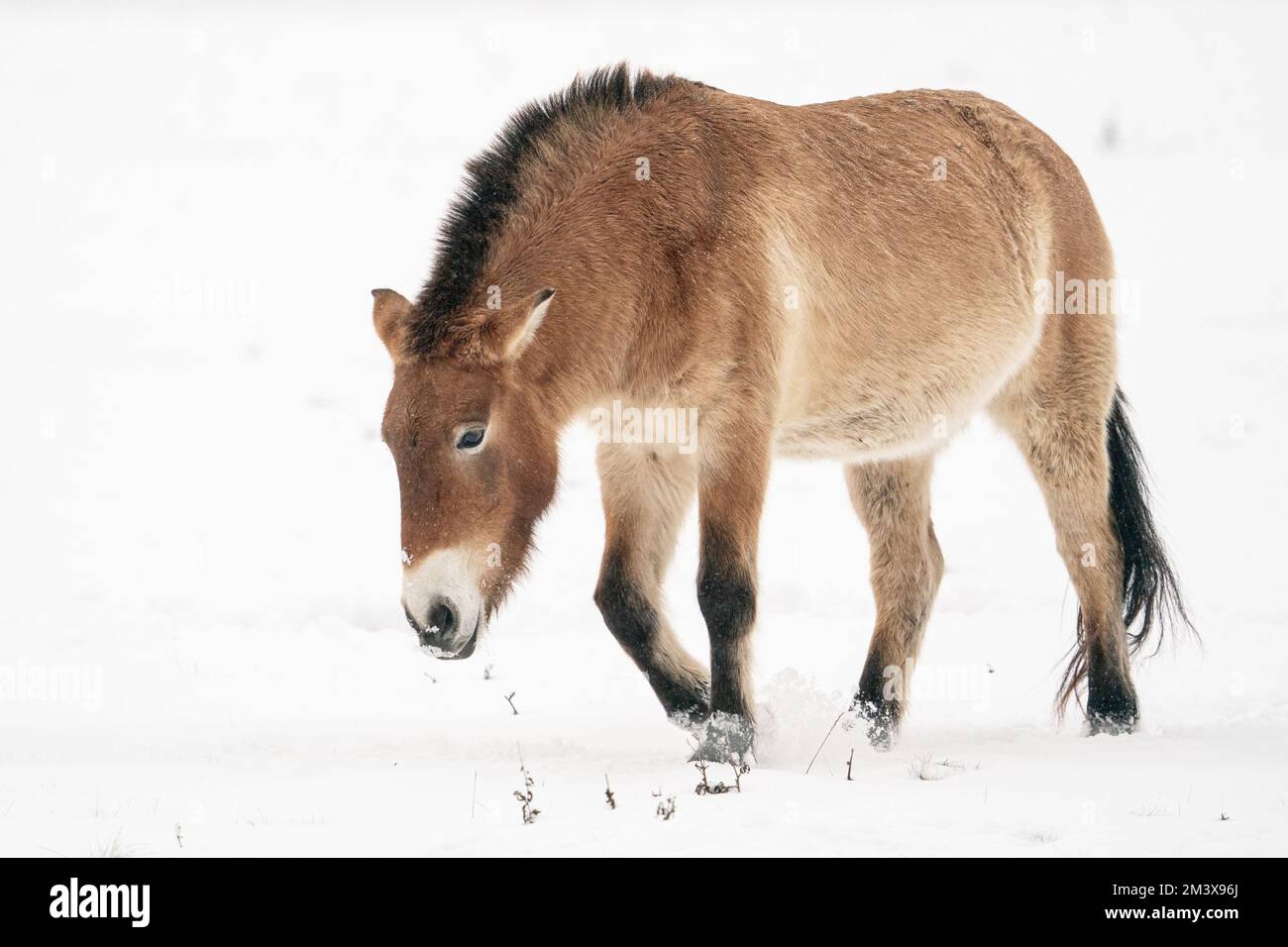 Dzungarian horse walking on the snow. Mongolia Przewalski's Horse in ...