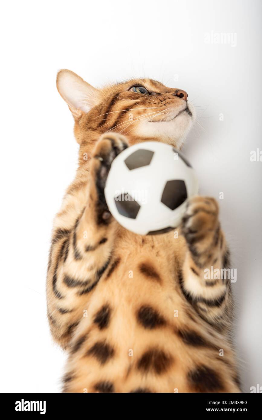 Red Bengal cat holding a soccer ball in its paws on a white background ...