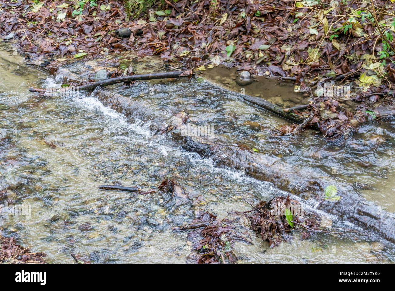 A stream at Dash Point State Park in Washington State. It is winter ...