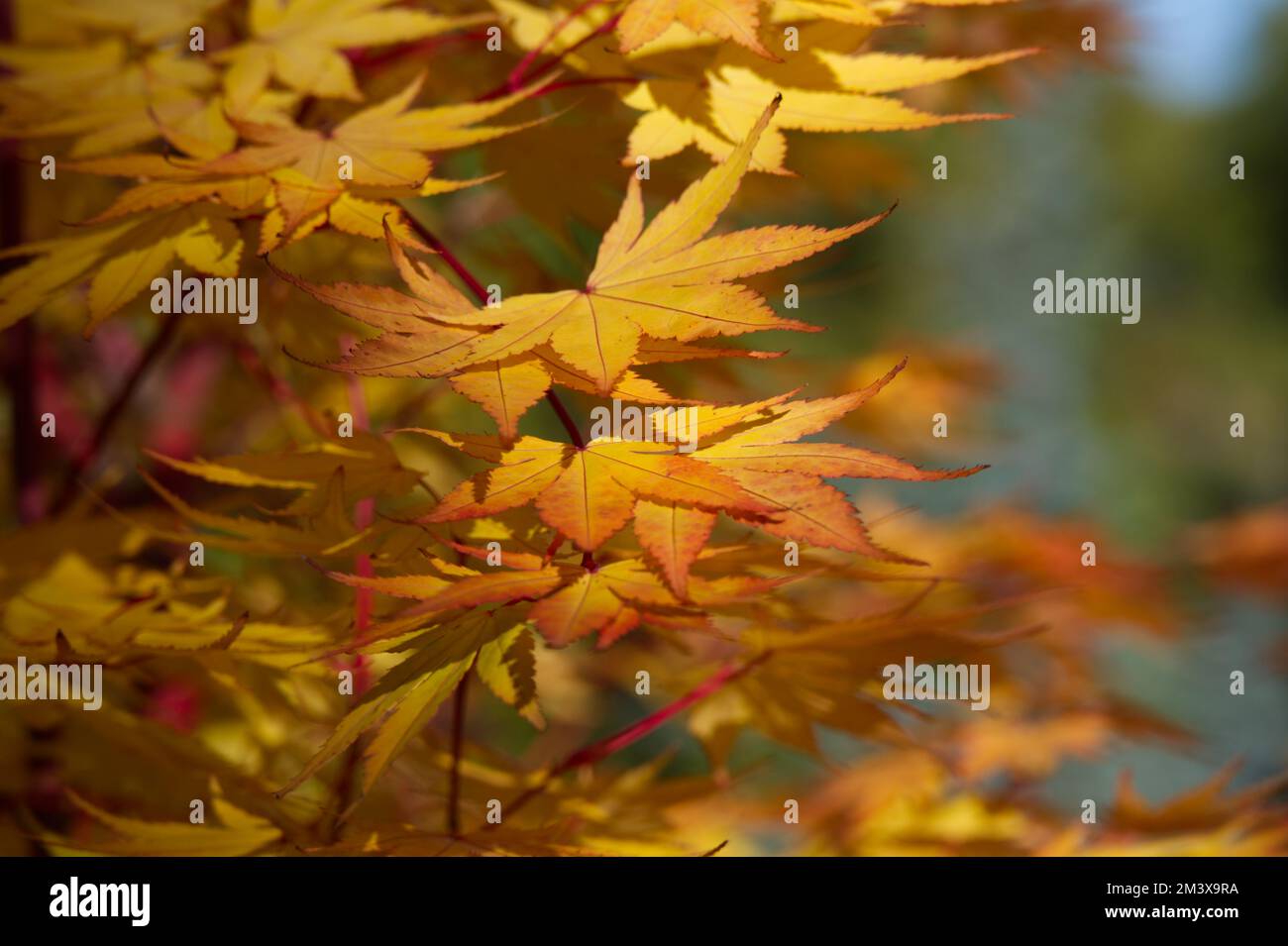 Coral barked maple hi-res stock photography and images - Alamy