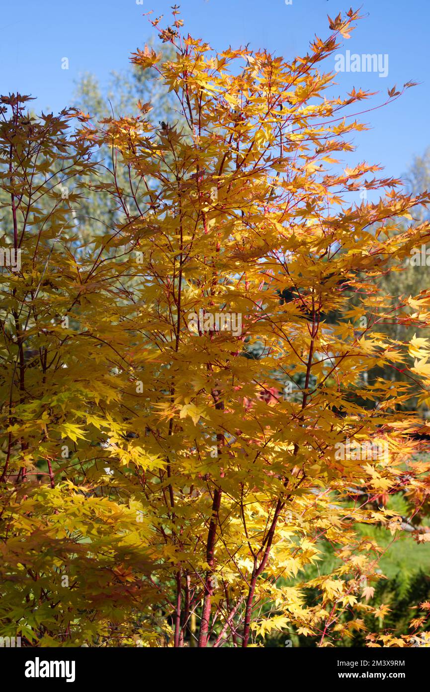 Autumn foliage of Coral bark maple Acer Palmatum Sango-kaku in UK ...