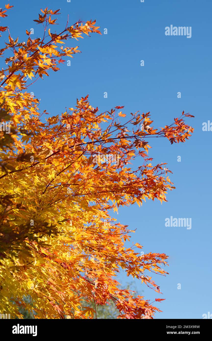 Autumn foliage of Coral bark maple Acer Palmatum Sango-kaku in UK ...