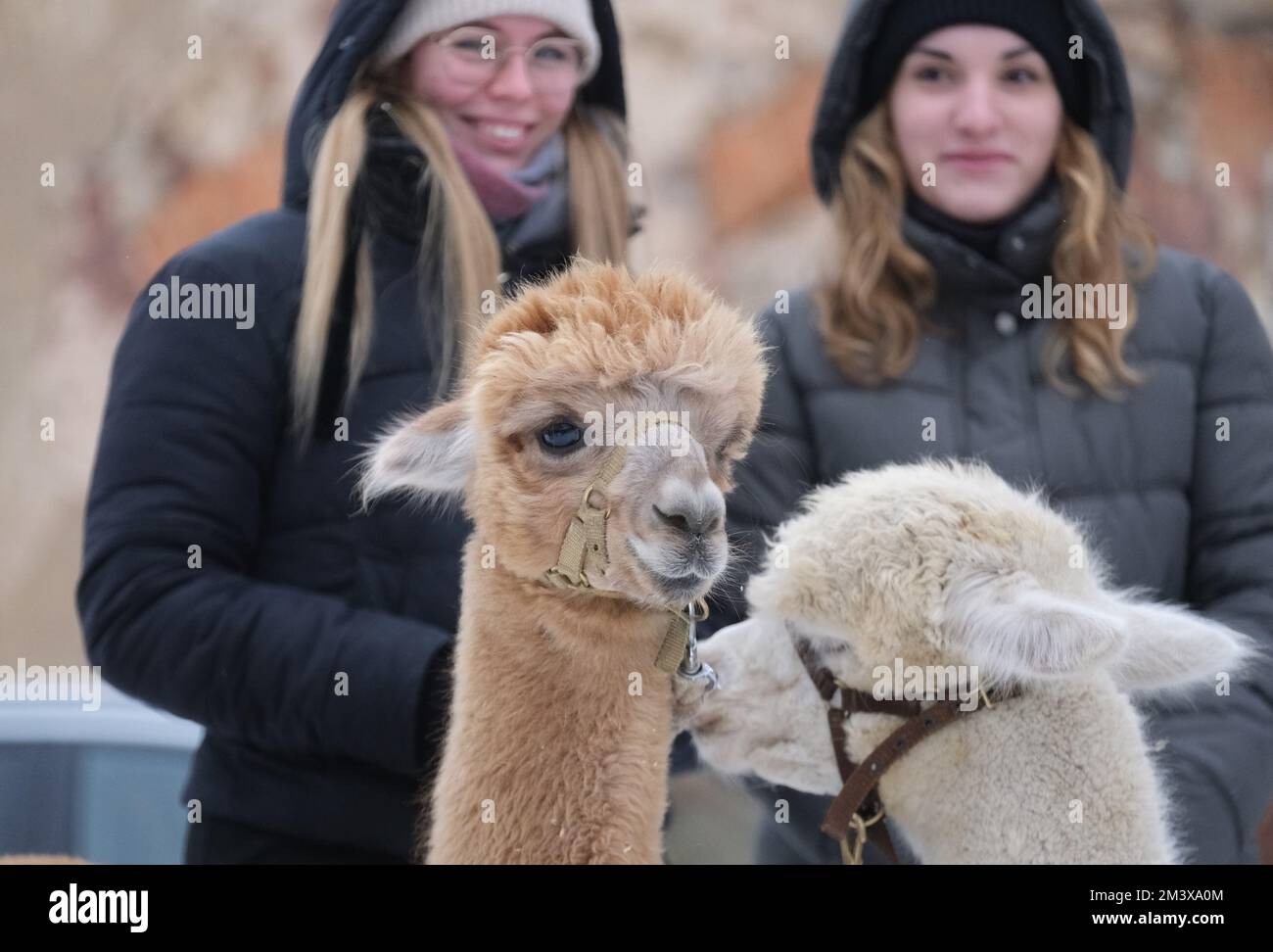 Wermsdorf, Germany. 17th Dec, 2022. Celina (l) and Lina from Berlin ...